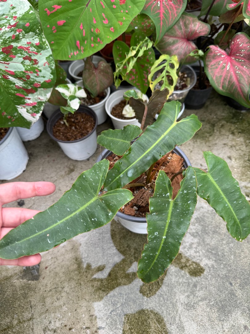 Black Billietae Philodendron, Furniture & Home Living, Gardening ...