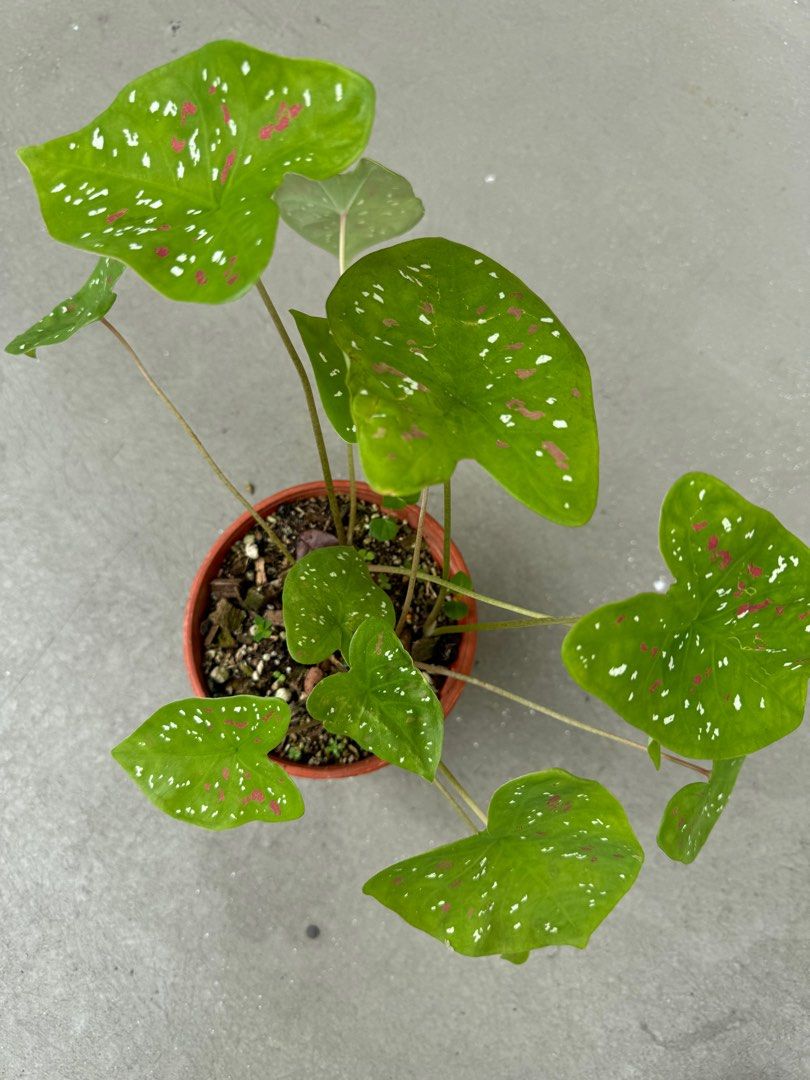 Caladium Florida clown, Furniture & Home Living, Gardening, Plants ...