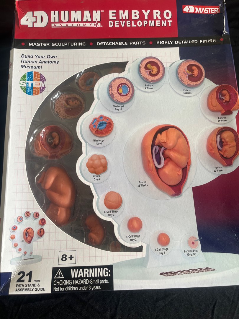 4D Master Fetus Development Model, Babies & Kids, Maternity Care on ...