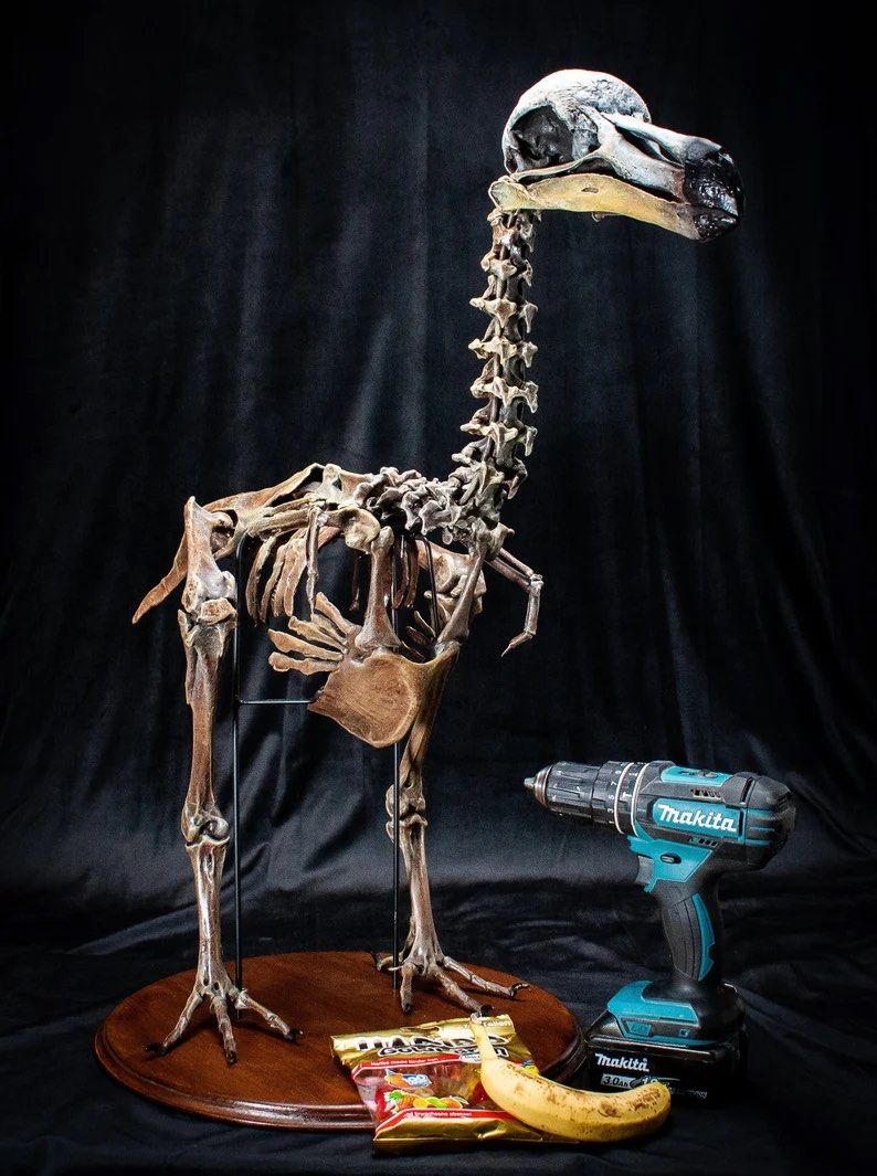 77cm Dodo Bird Skeleton Life Size Big, Hobbies & Toys, Toys & Games on ...