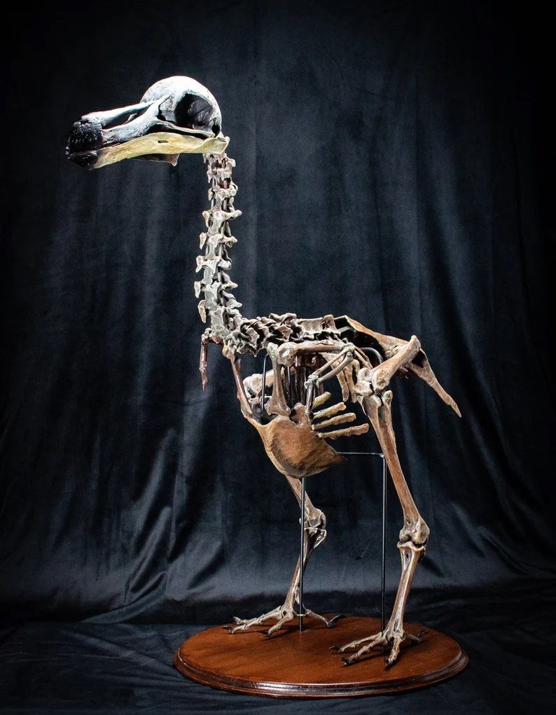 77cm Dodo Bird Skeleton Life Size Big, Hobbies & Toys, Toys & Games on ...