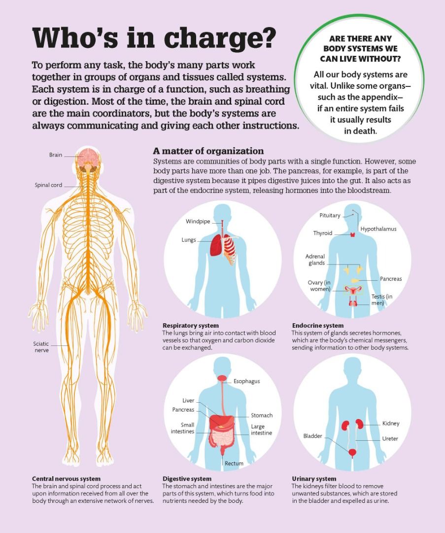 How the Body Works: The Facts Simply Explained, 英文/繁體中文版 電子書EBook in ...