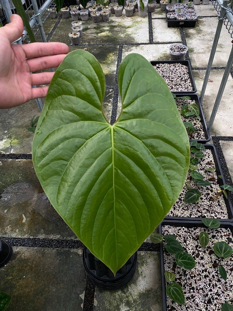 Anthurium SP Silver Peru XL, Furniture & Home Living, Gardening, Plants ...
