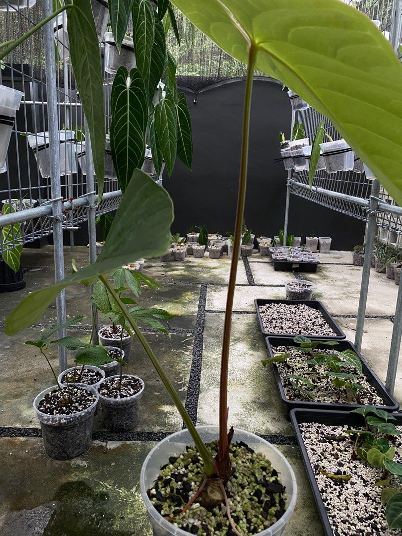 Anthurium SP Silver Peru XL, Furniture & Home Living, Gardening, Plants ...