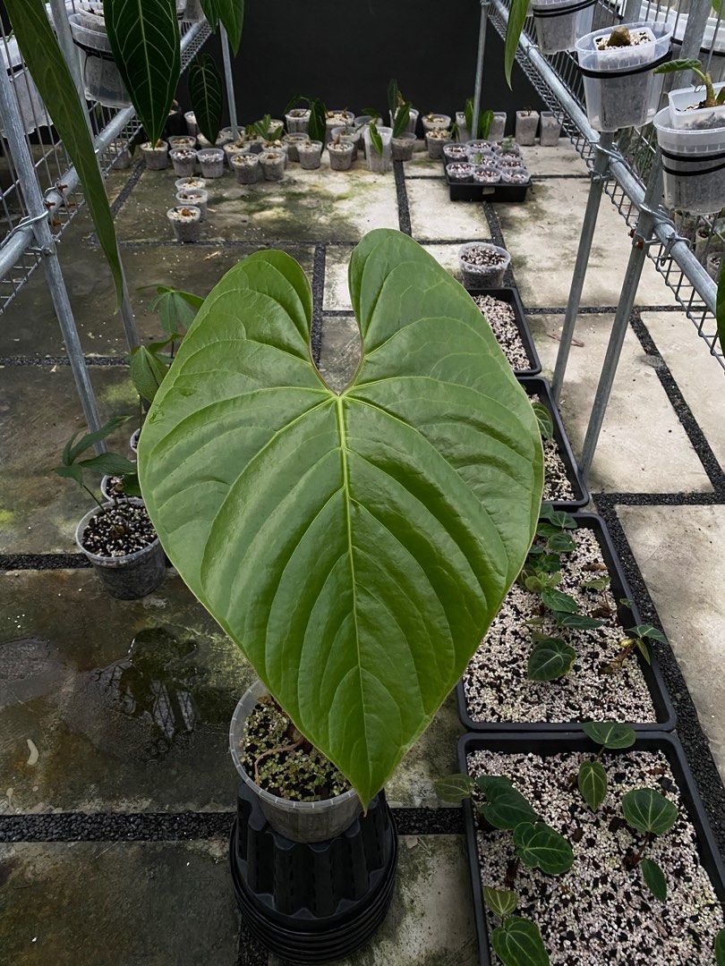 Anthurium SP Silver Peru XL, Furniture & Home Living, Gardening, Plants ...