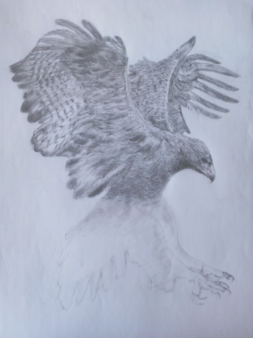 Eagle / Elang. Pencil drawing/ Gambar pensil di kertas A3., Desain ...