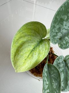 Scindapsus Baticon (batik constellation), Furniture & Home Living ...