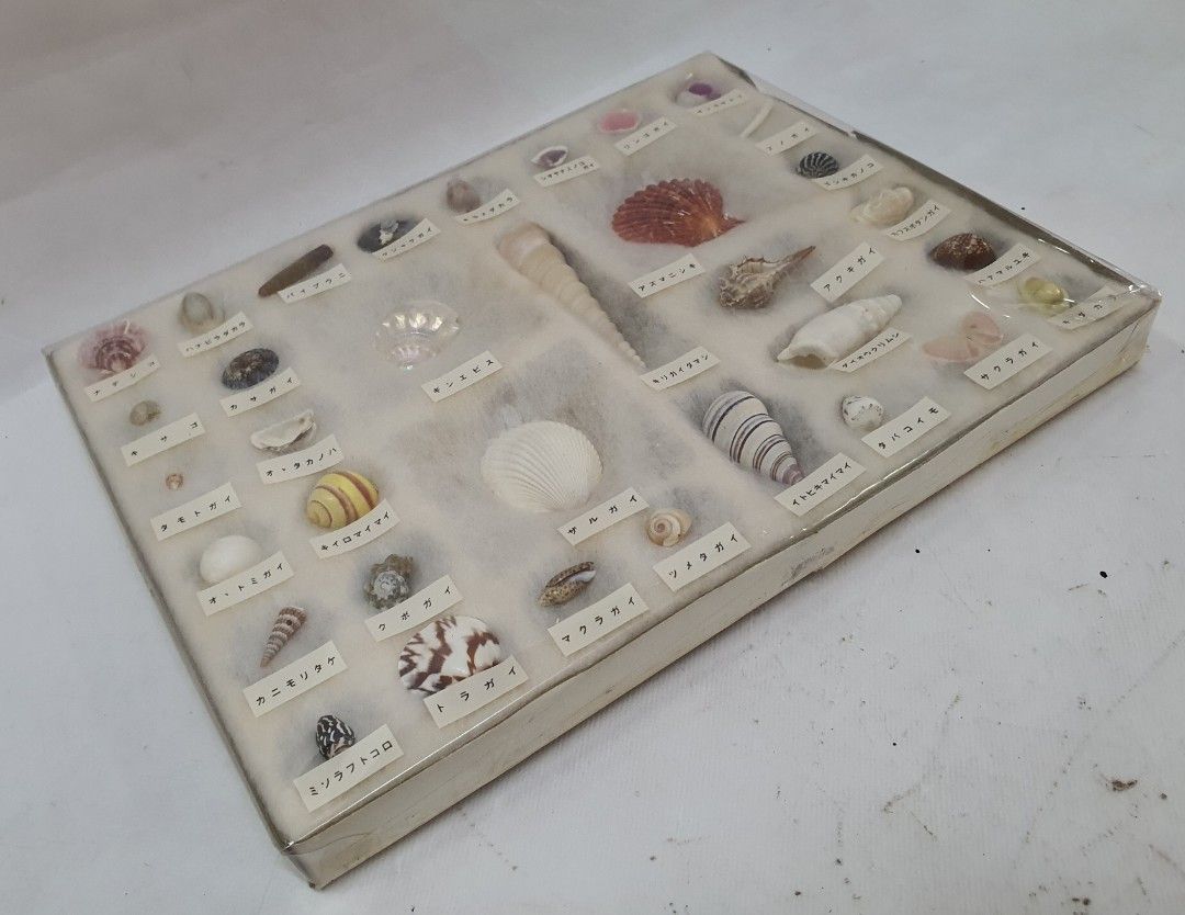 Sea Shell Display, Hobbies & Toys, Stationery & Craft, Other Stationery ...