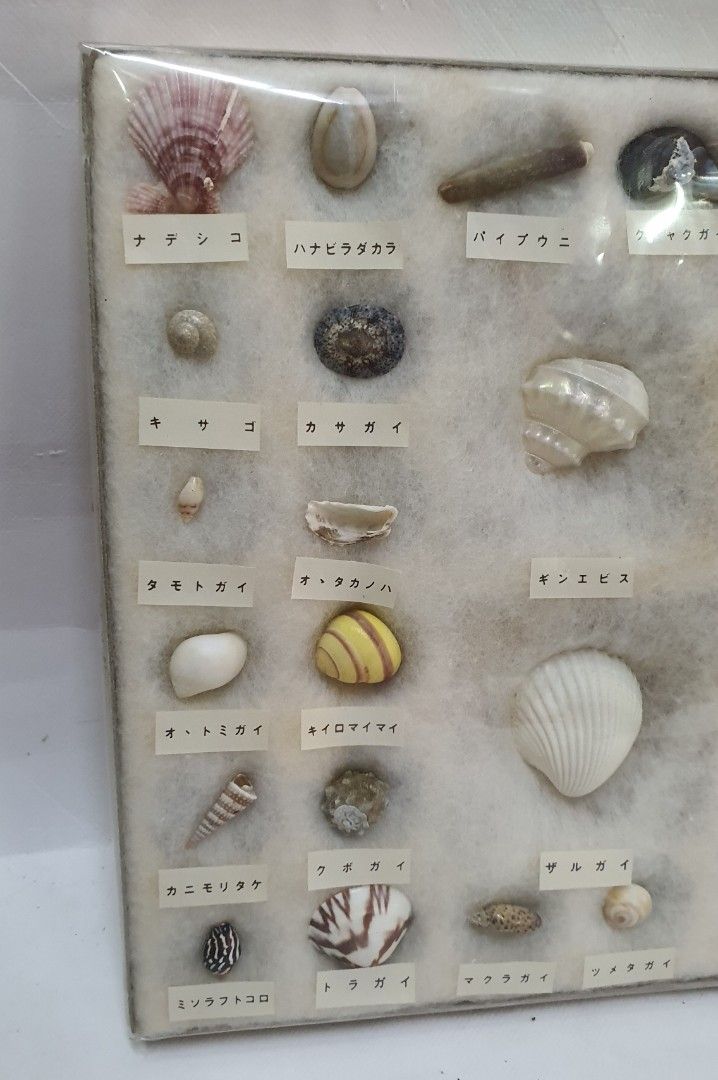 Sea Shell Display, Hobbies & Toys, Stationery & Craft, Other Stationery ...