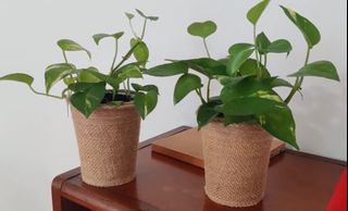 Real Money plant with small pot (2 pots of plants), Furniture & Home ...