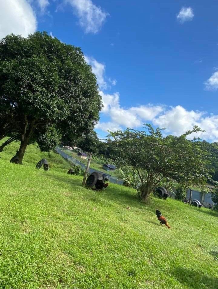 Farm Lot in bulacan, Property, For Sale, Lot on Carousell