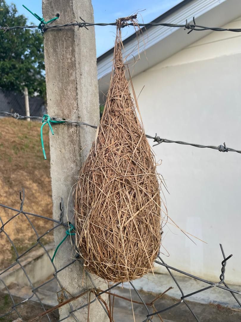 Sarang Burung Tempua, Furniture & Home Living, Outdoor Furniture on ...