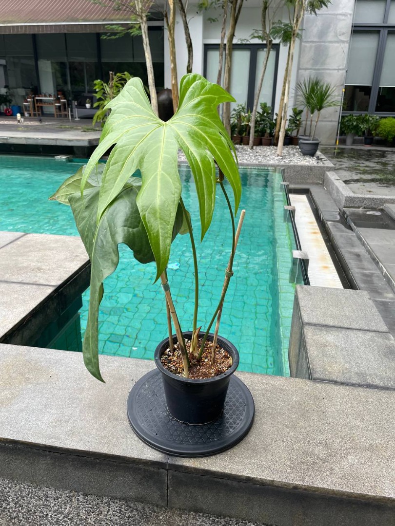 Anthurium Pedatoradiatum Pot A, Furniture & Home Living, Gardening ...