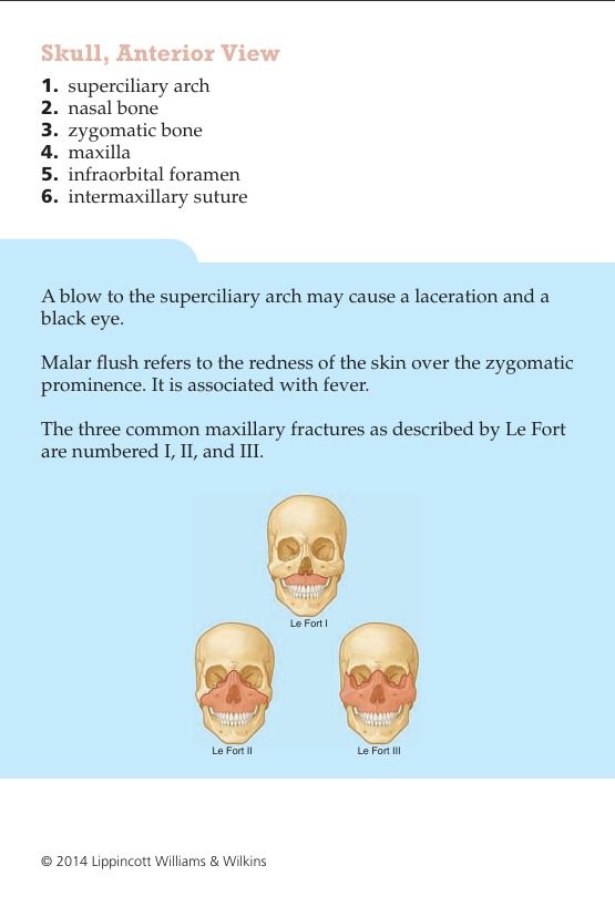 [PDF] Moore’s Clinical Anatomy Flash Cards 2nd Edition, Hobbies & Toys ...