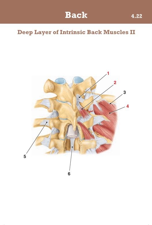 [PDF] Moore’s Clinical Anatomy Flash Cards 2nd Edition, Hobbies & Toys ...
