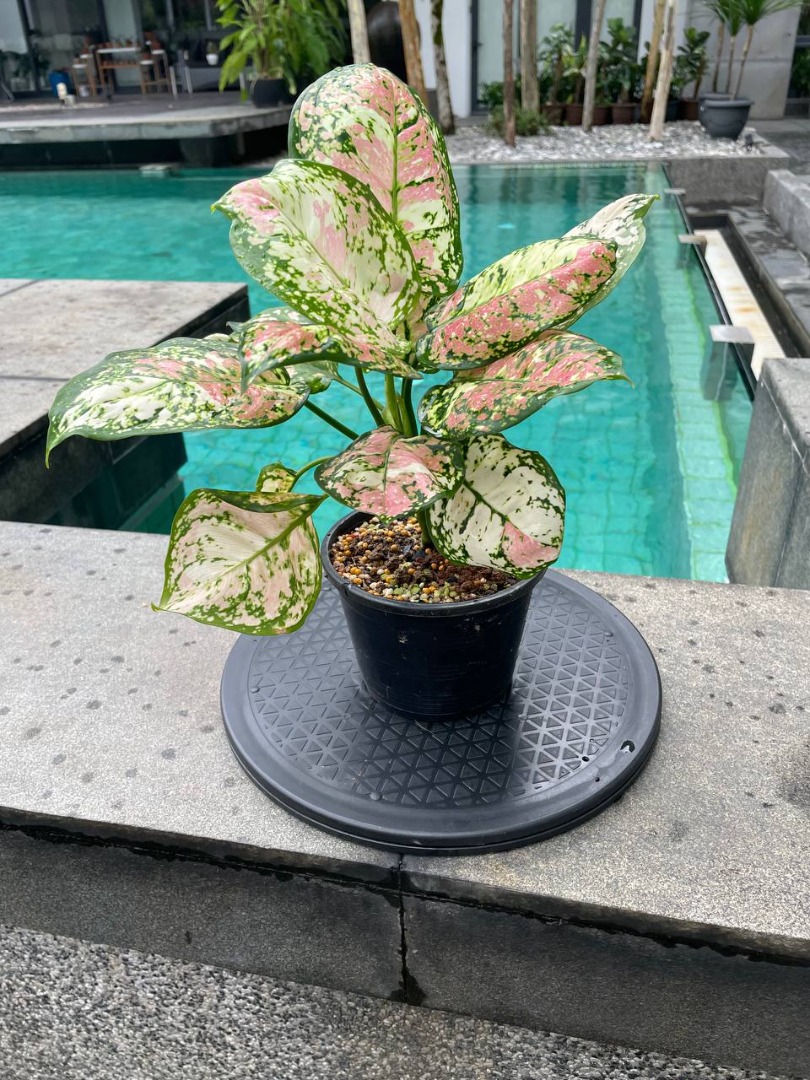 Aglaonema Anyamanee Tricolor, Furniture & Home Living, Gardening ...