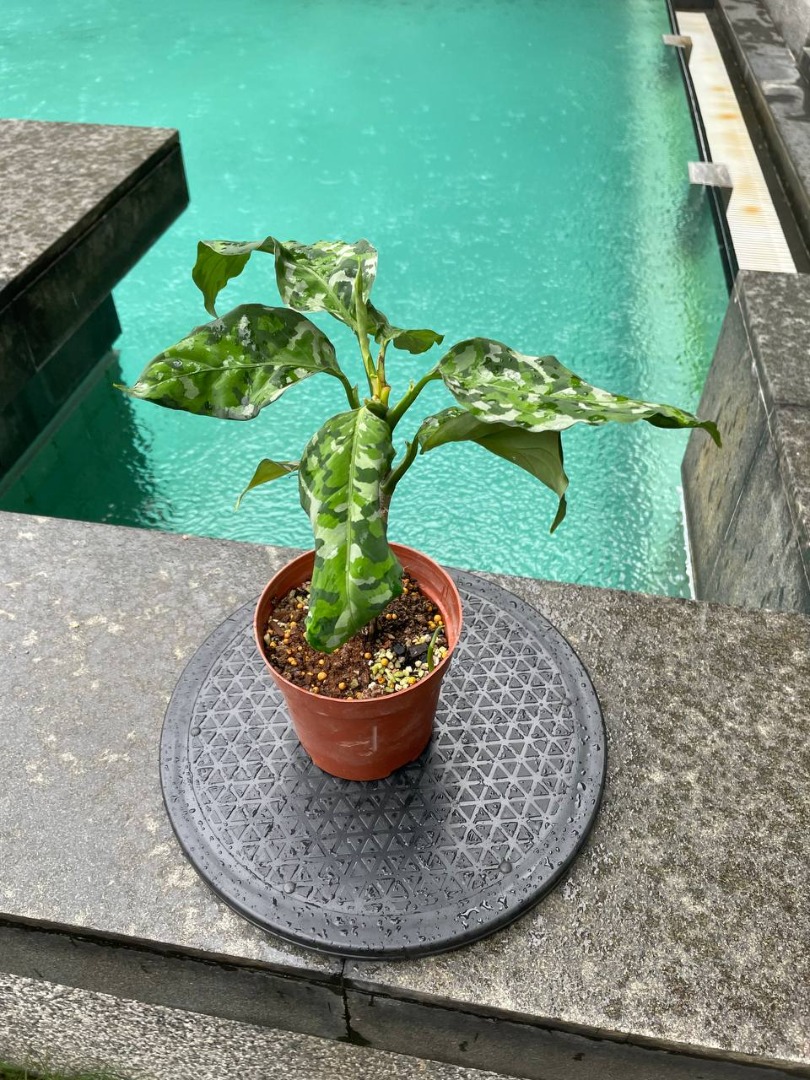 Aglaonema Pictum Tricolor, Furniture & Home Living, Gardening, Plants ...