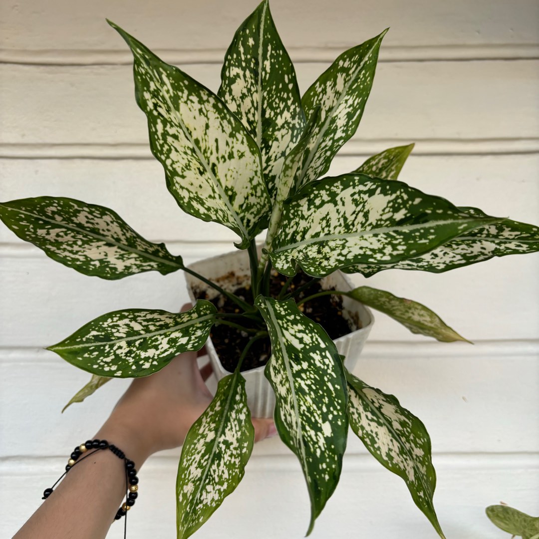 Aglaonema Snow White Plant in white pot, Furniture & Home Living ...