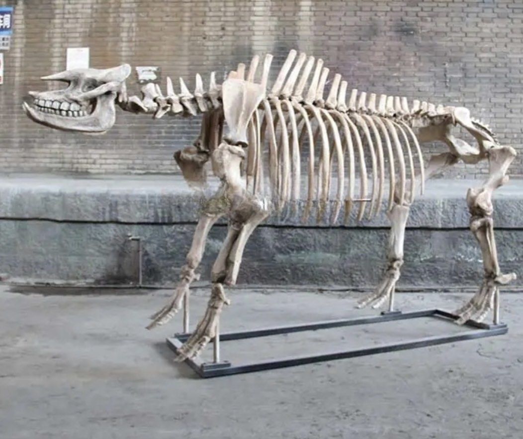 dinocrocuta skeleton