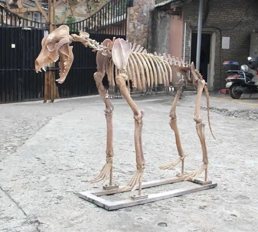 dinocrocuta skeleton