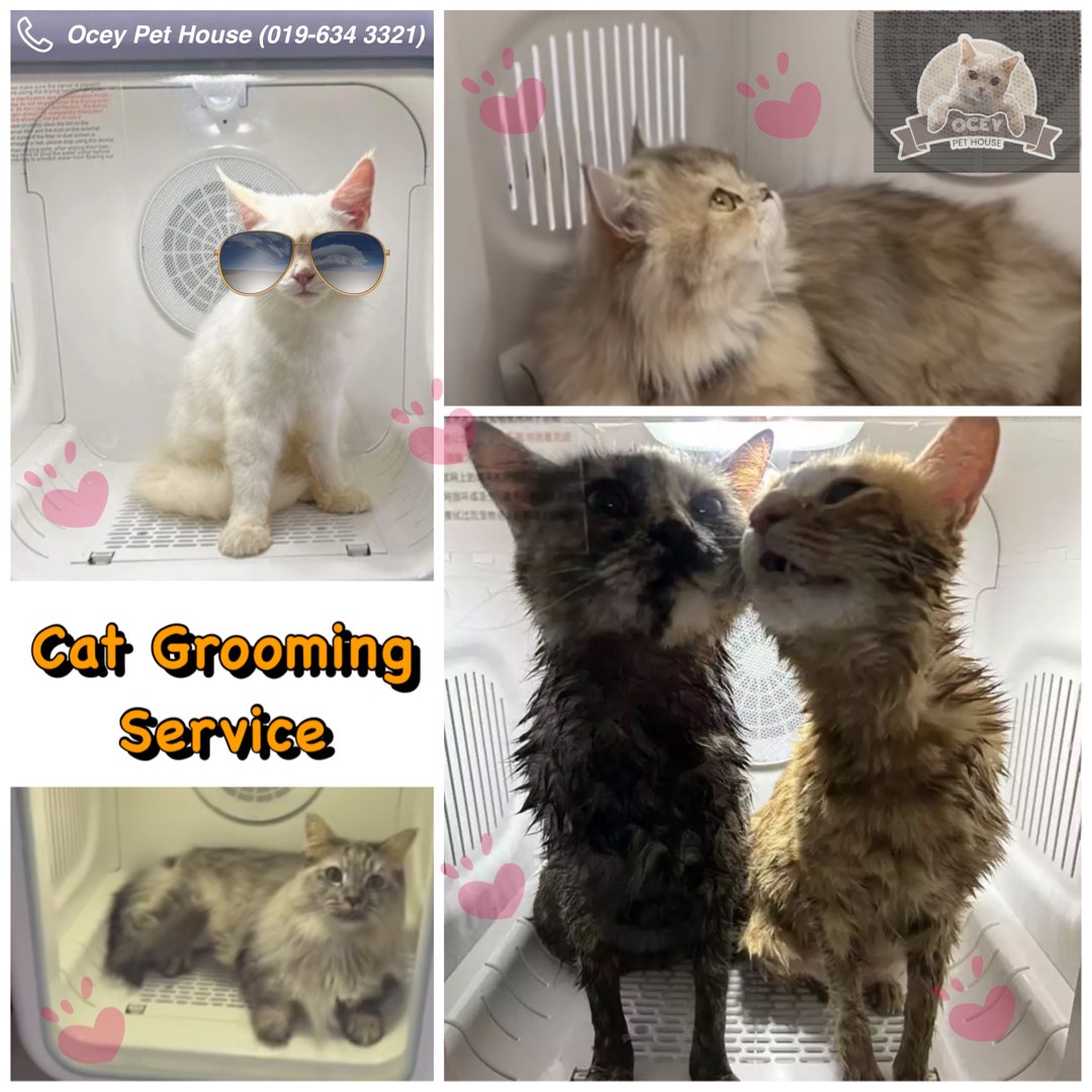 Sentul KL Petshop Cat Grooming, Pet Supplies, Health & Grooming on ...