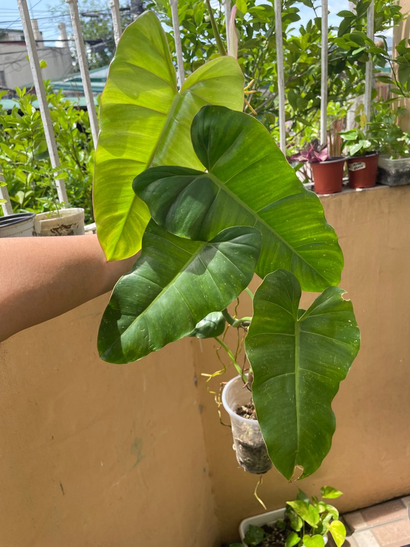 Trailing with Big Leaves Philodendron Acutatum SUPER BUDGET FRIENDLY ...