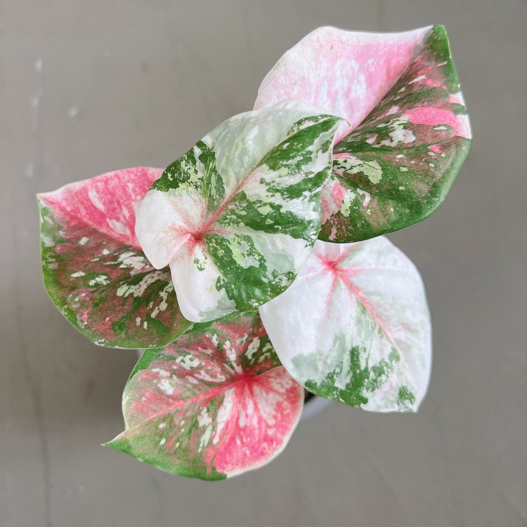 Rare Caladium, Furniture & Home Living, Gardening, Plants & Seeds on ...