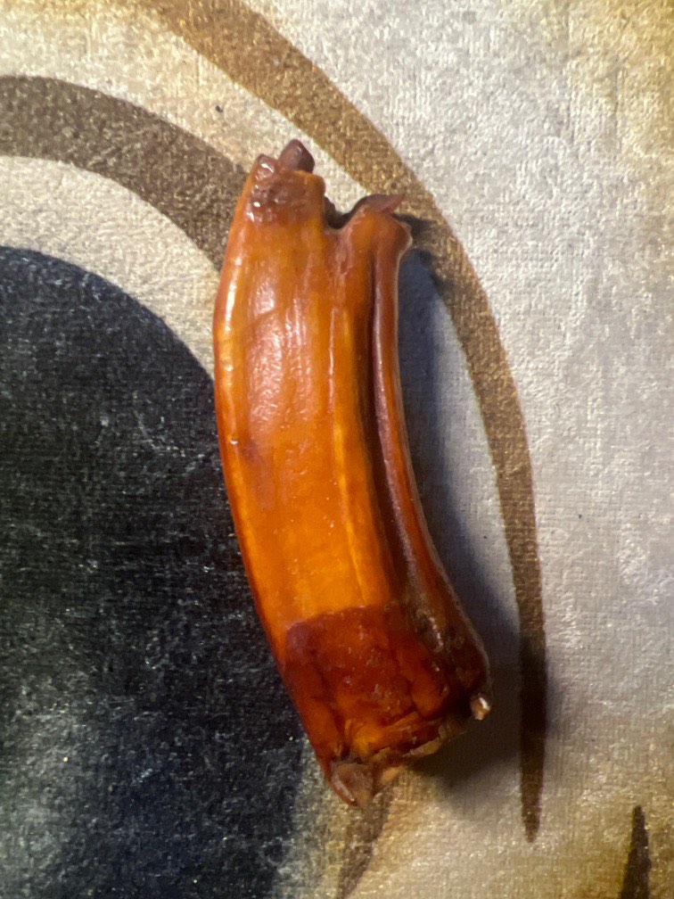 Geraham Badak | Taring Kuda Nil, Hobbies & Toys, Collectibles ...