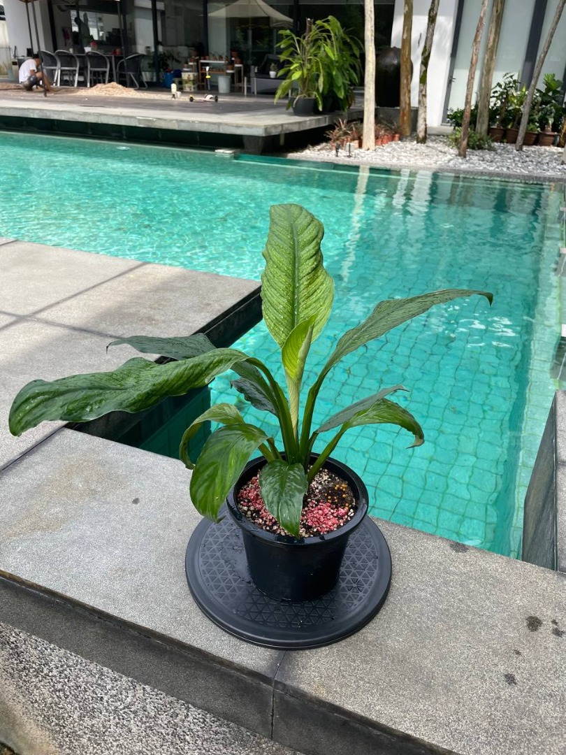 Peace Lily Variegated Pot A, Furniture & Home Living, Gardening, Plants ...