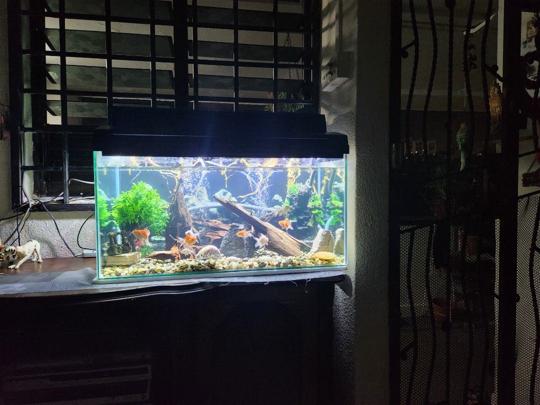 Brand new fish tank 2.5ft, Pet Supplies, Homes & Other Pet Accessories ...