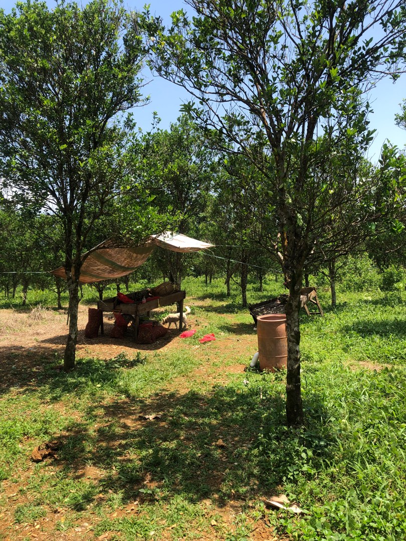 For sale 26.2 hectares Farm Land San antonio, Victoria Oriental Mindoro ...