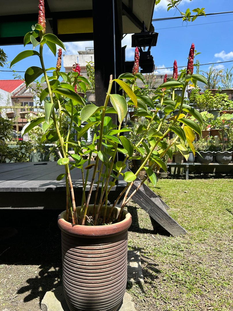 Pokok bunga Gincu, Furniture & Home Living, Gardening, Plants & Seeds ...