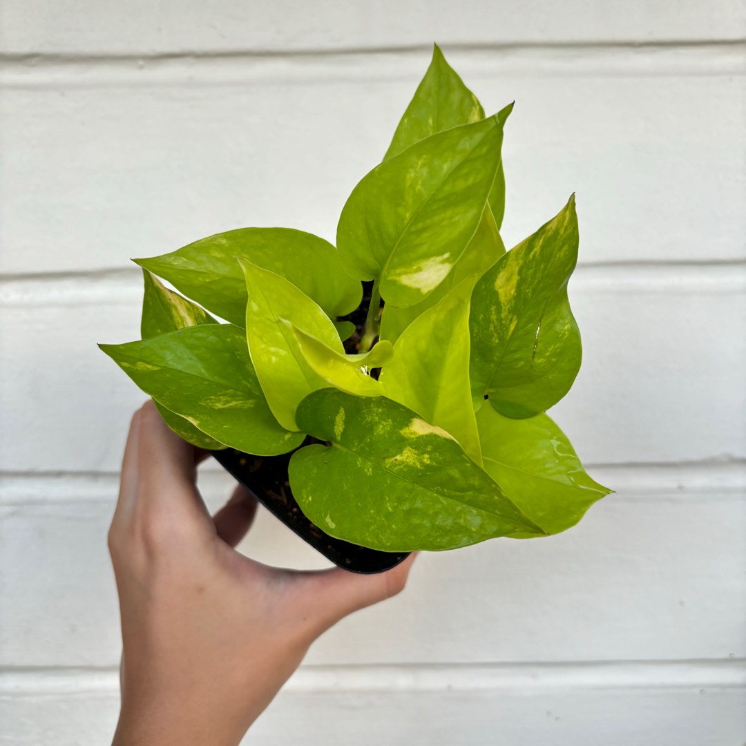 Neon Pothos Plant in black square pot, Furniture & Home Living ...
