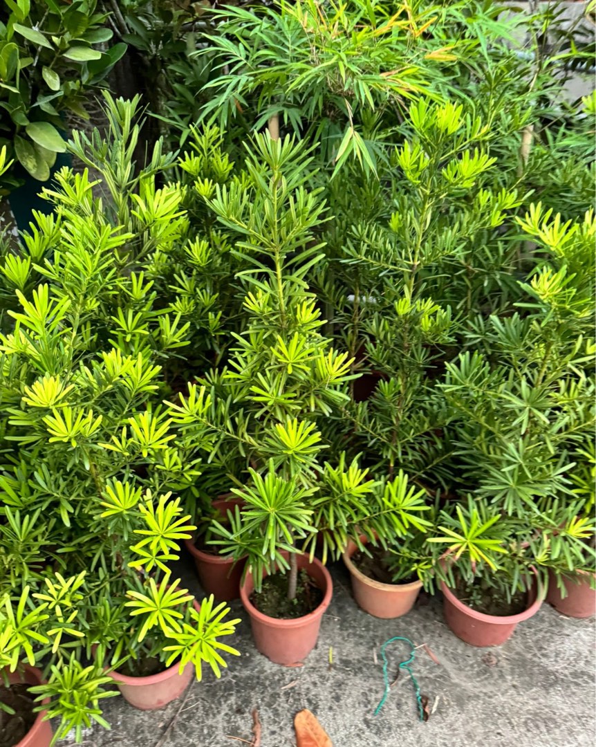 Podocarpus 1 meter height plant free fertiliser 500gram doorstep ...