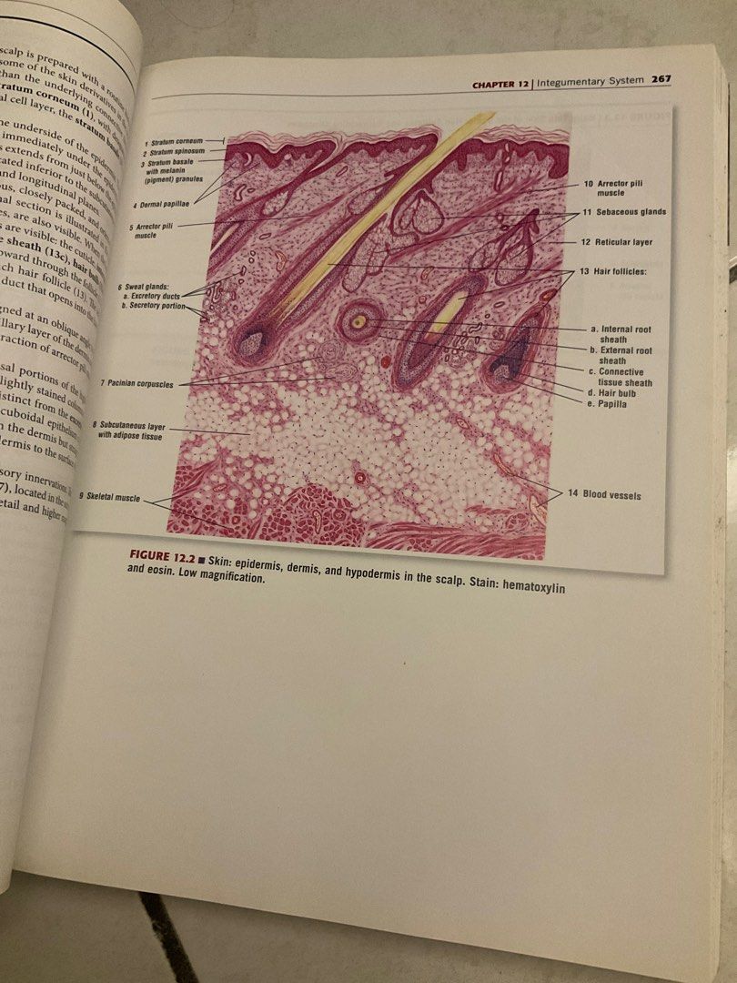 Atlas Histology Medical Textbook, Hobbies & Toys, Books & Magazines ...