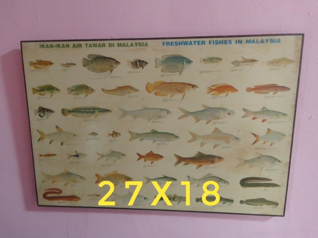 Frame ikan air tawar malaya, Hobbies & Toys, Collectibles & Memorabilia ...