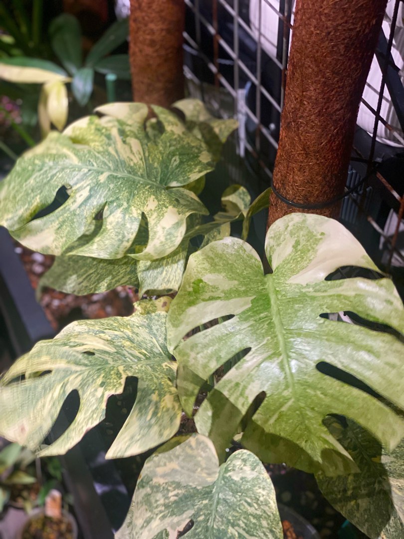 SOLD Monstera Legacy, Furniture & Home Living, Gardening, Plants ...