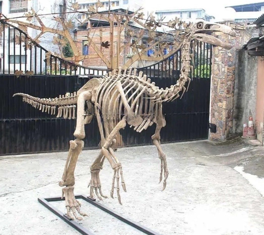 1M-60M Length Paraxenisaurus Life Size Skeleton Fossil Dinosaur Replica ...