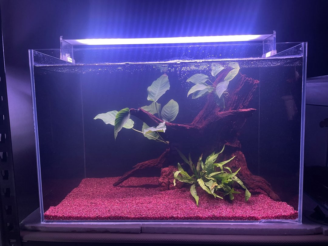 Aquarium CC Tank, Pet Supplies, Homes & Other Pet Accessories on Carousell