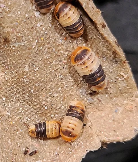 Cubaris white shark isopod, Pet Supplies, Homes & Other Pet Accessories ...