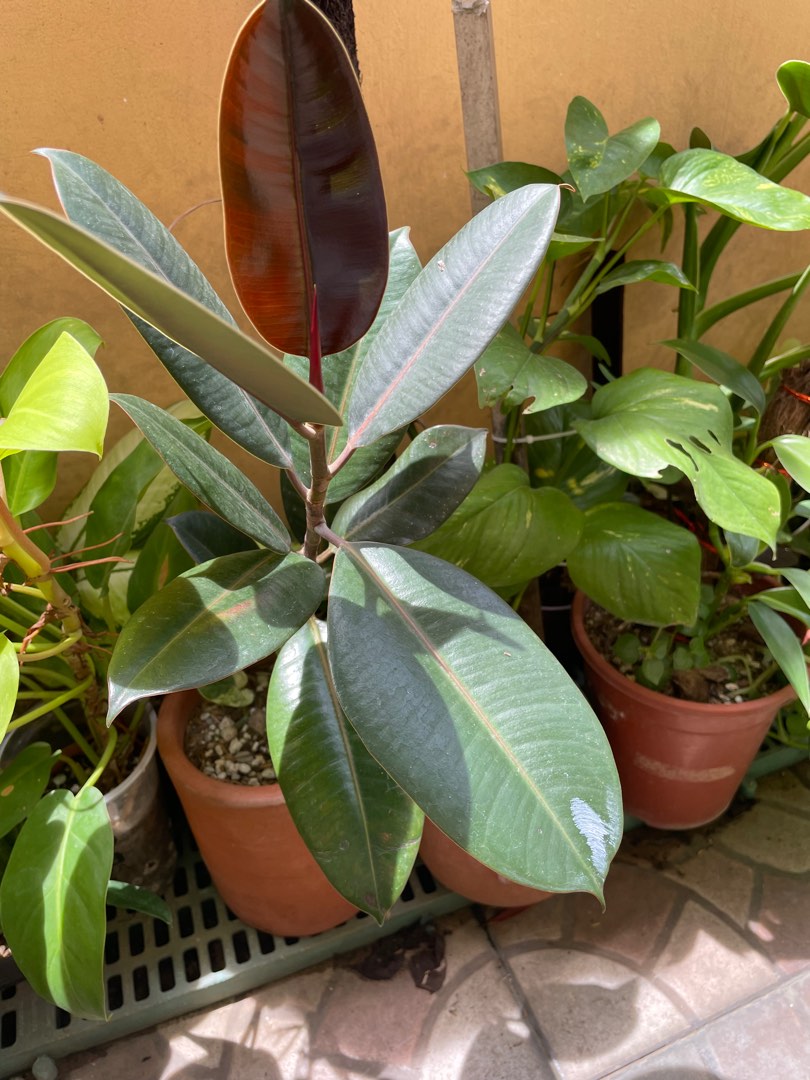Ficus Elastica Black Prince Rubber Tree in a Terracotta Pot FOR SALE ...