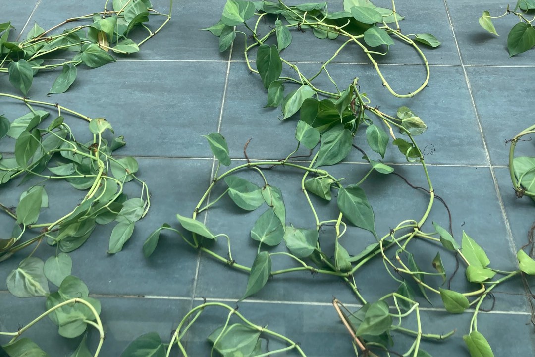 Large Brazil Pothos / Money Plant, Furniture & Home Living, Gardening ...