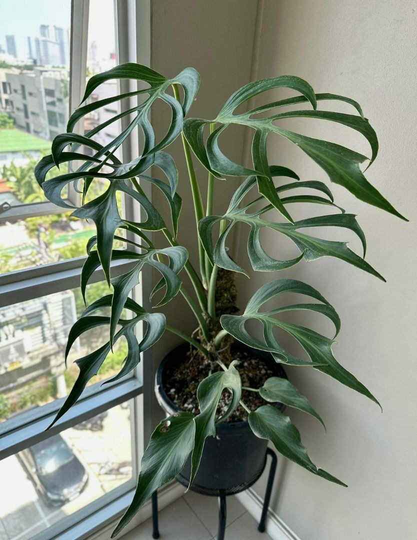Monstera Burle Marx Flame , Monstera burle marx flame, Monstera Burle ...