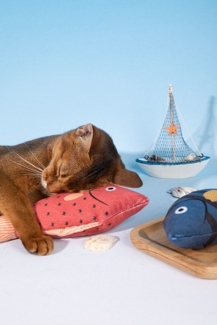 Catnip Fish Toy, Pet Supplies, Homes & Other Pet Accessories on Carousell
