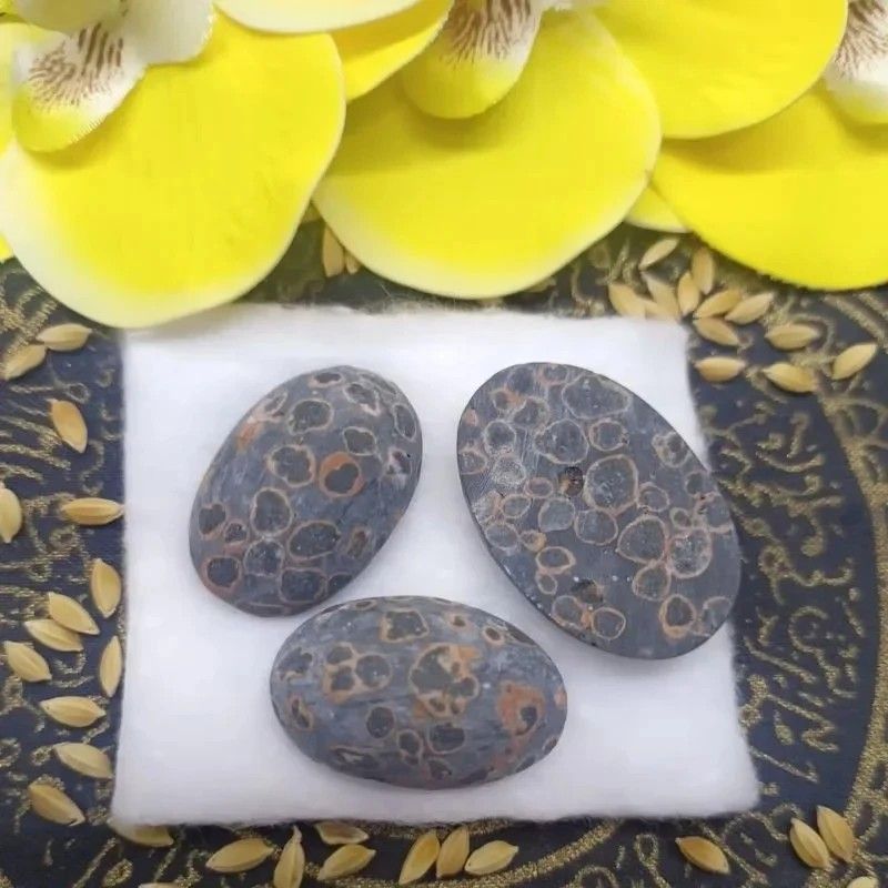 FOSSIL PERMATA SISIK ULAR COBRA ASLI, Everything Else, Others on Carousell