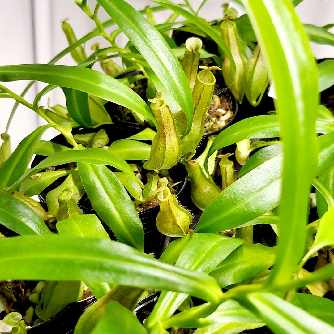Seed-grown Nepenthes Gracilis | FOC with any plant purchase $40 & above ...