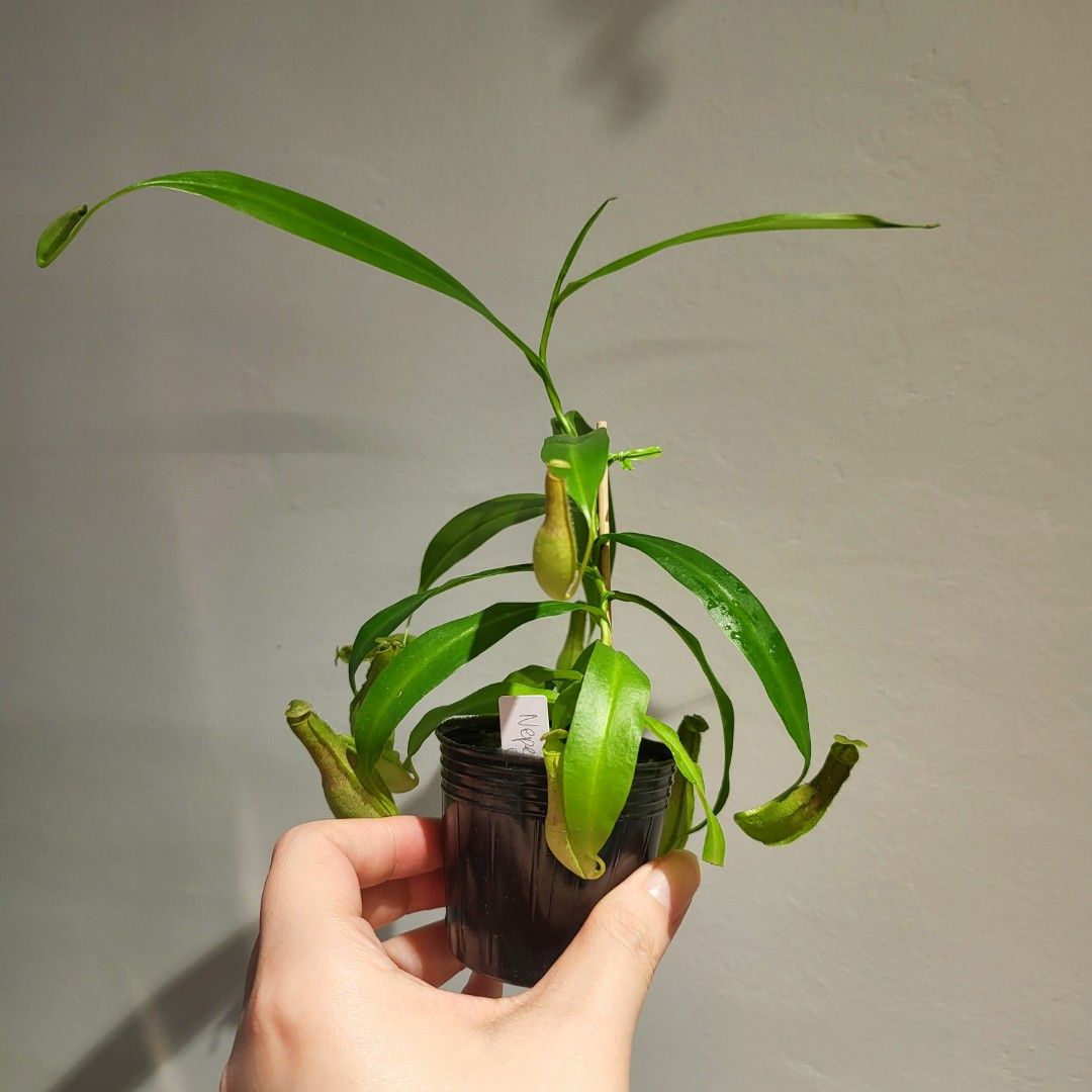 Seed-grown Nepenthes Gracilis | FOC with any plant purchase $40 & above ...