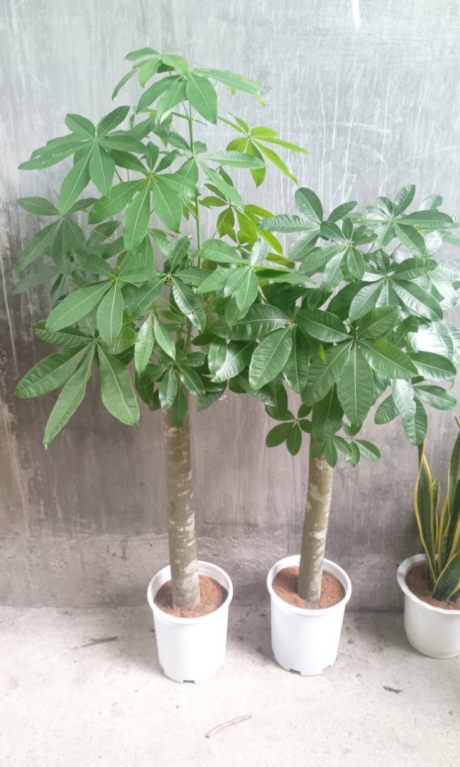 Pachira Tree Good Indoor Feng Shui, Furniture & Home Living, Gardening ...