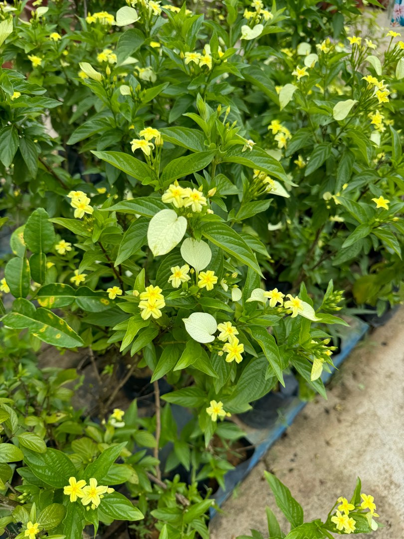 (Mussaenda lutea) Pseudomussaenda flava flower plant 5 bag bundle (9’x9 ...