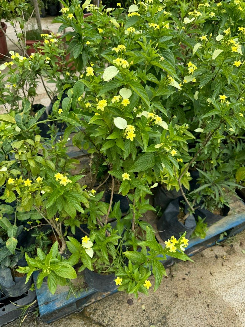 (Mussaenda lutea) Pseudomussaenda flava flower plant 5 bag bundle (9’x9 ...